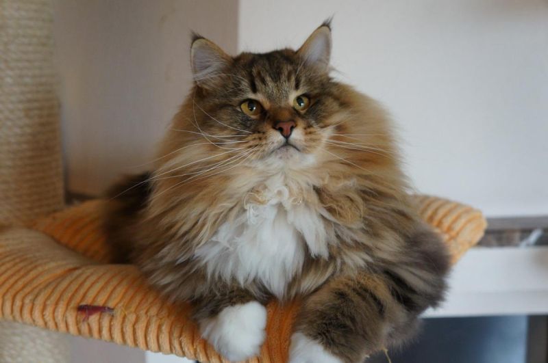 Felis Felicis - sibírska mačka